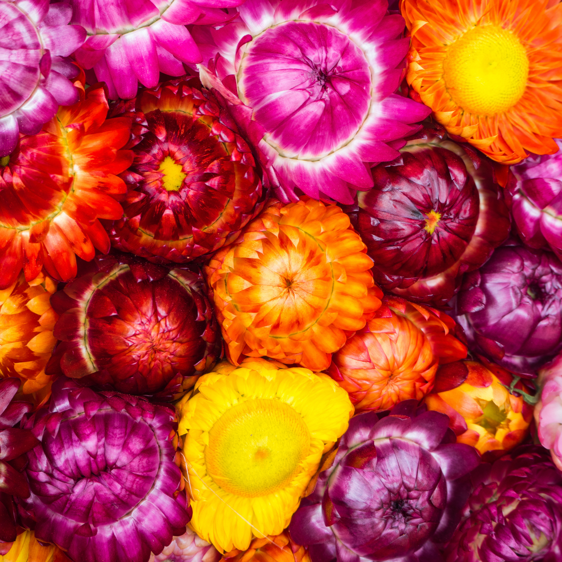 How to Grow Strawflower – Origin and North